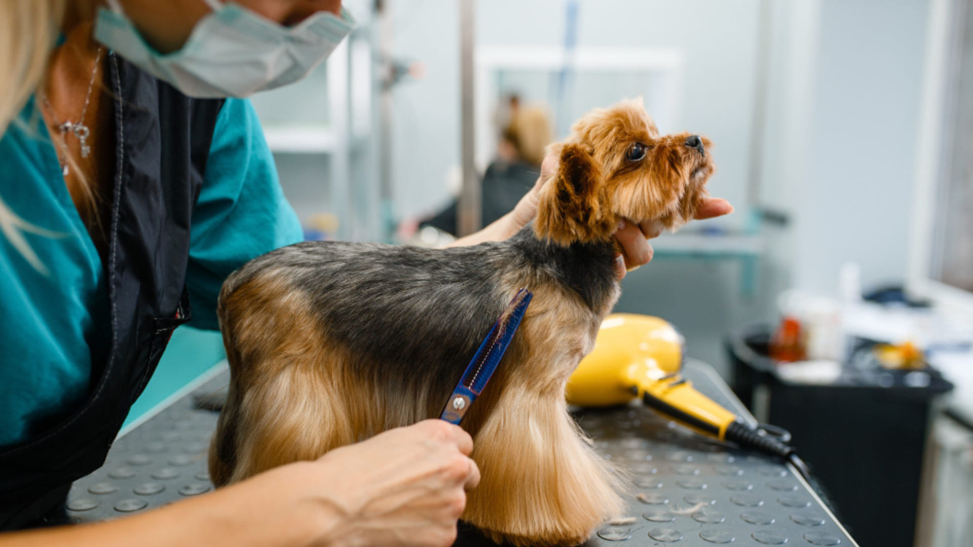 Pet Grooming In Jenison MI | Chicago Drive Veterinary Clinic