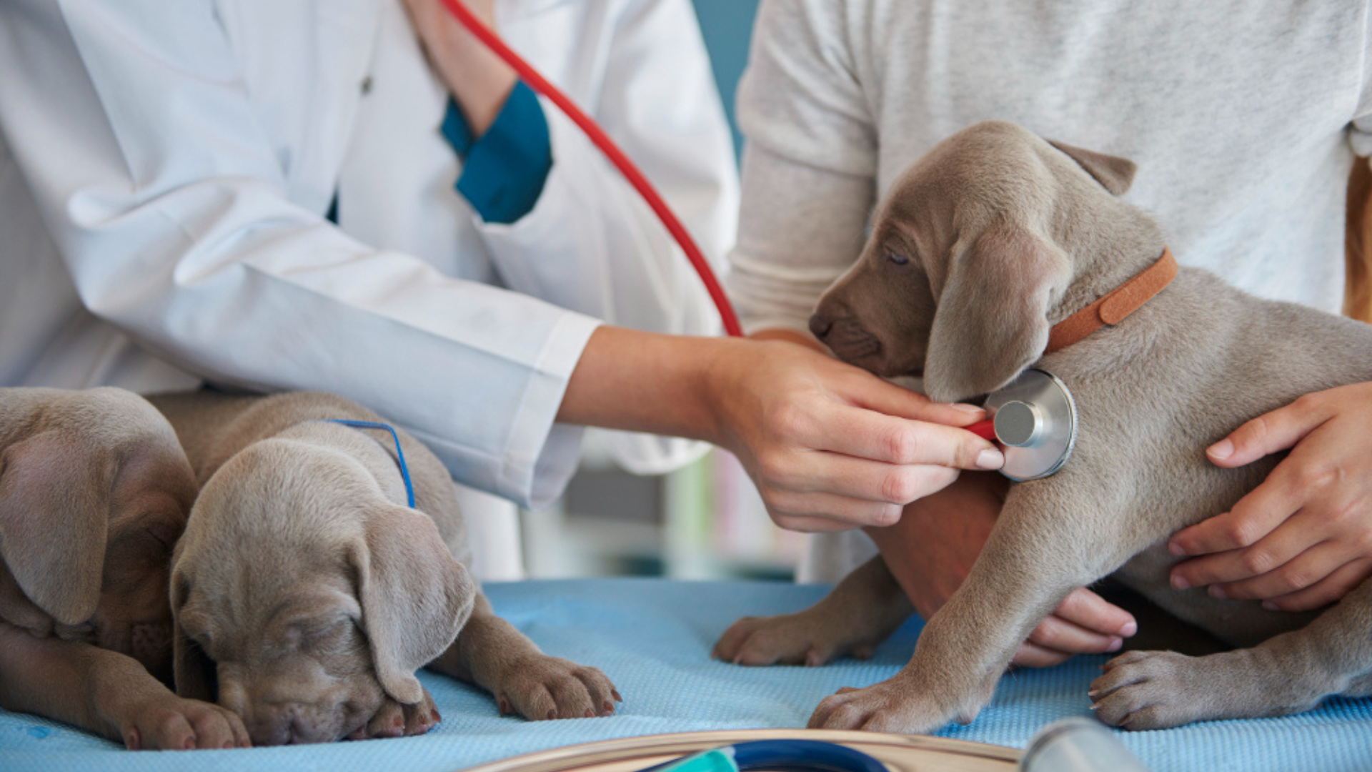 Jenison, MI Veterinary Services | Chicago Drive Vet Clinic